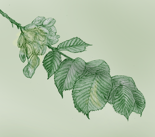 An Encyclopedia of European Trees and their Symbolism by A.R. Stone