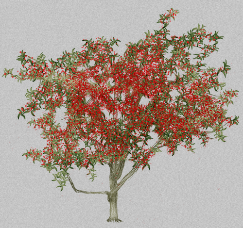 An Encyclopedia of European Trees and their Symbolism by A.R. Stone